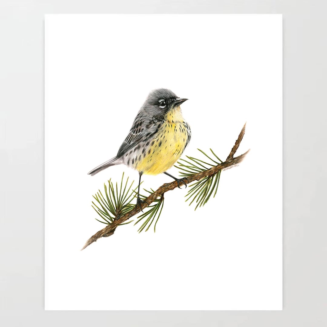 Kirtland's Warbler - Colored Pencil Drawing - Art Print - Etsy