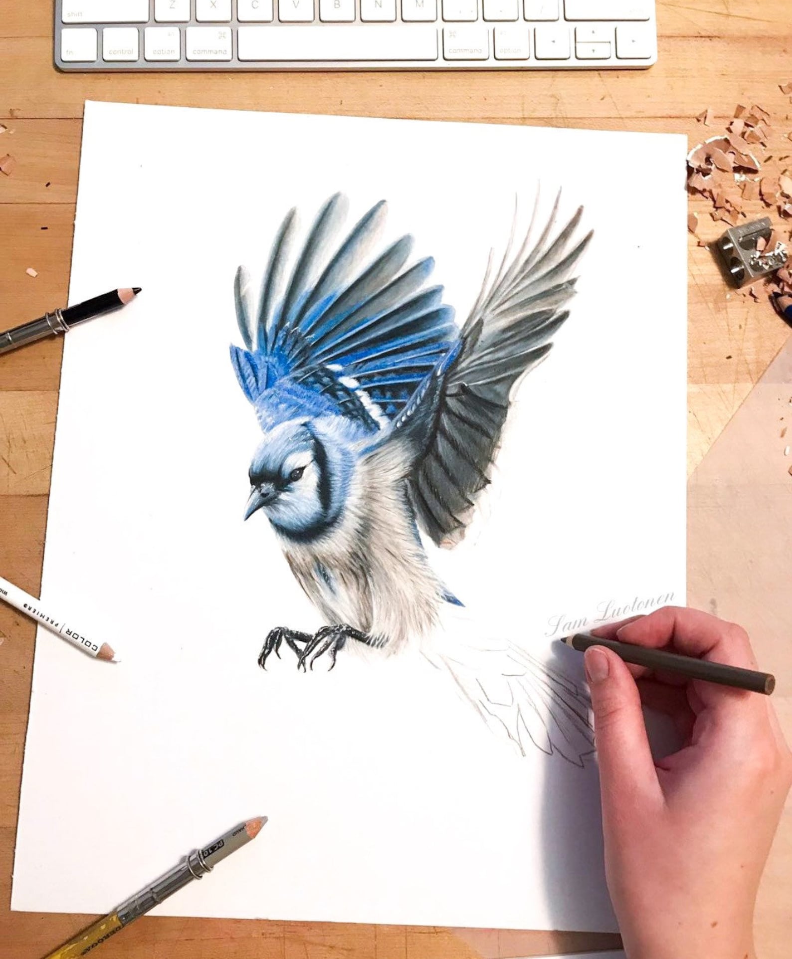 Blue Jay Colored Pencil Drawing Art Print - Etsy