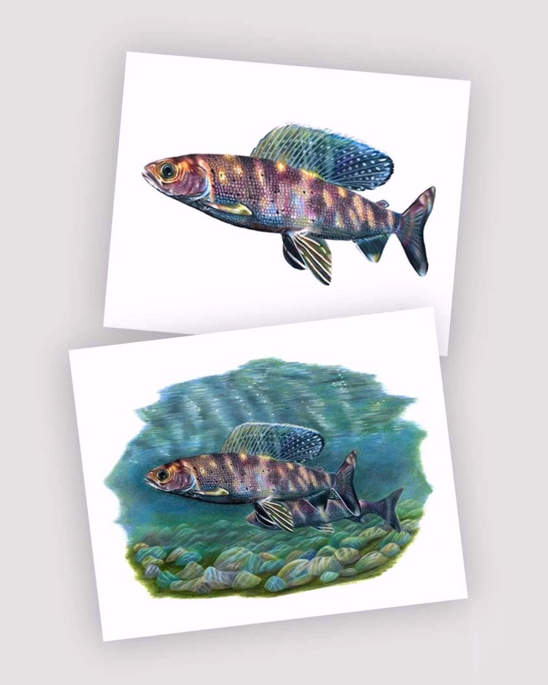 Arctic Grayling - Colored Pencil Drawing - Art Print - Etsy