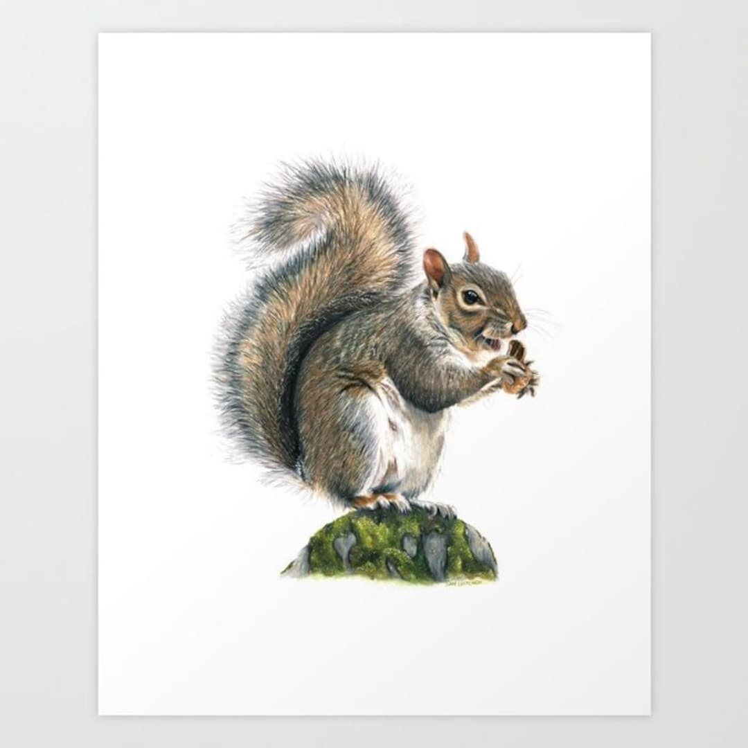 Fox Squirrel Colored Pencil Drawing Art Print - Etsy