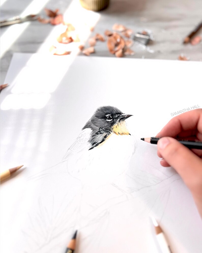 Kirtland's Warbler - Colored Pencil Drawing - Art Print - Etsy