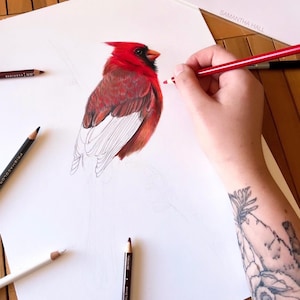 Cardinal - Colored Pencil Drawing - Art Print - Etsy