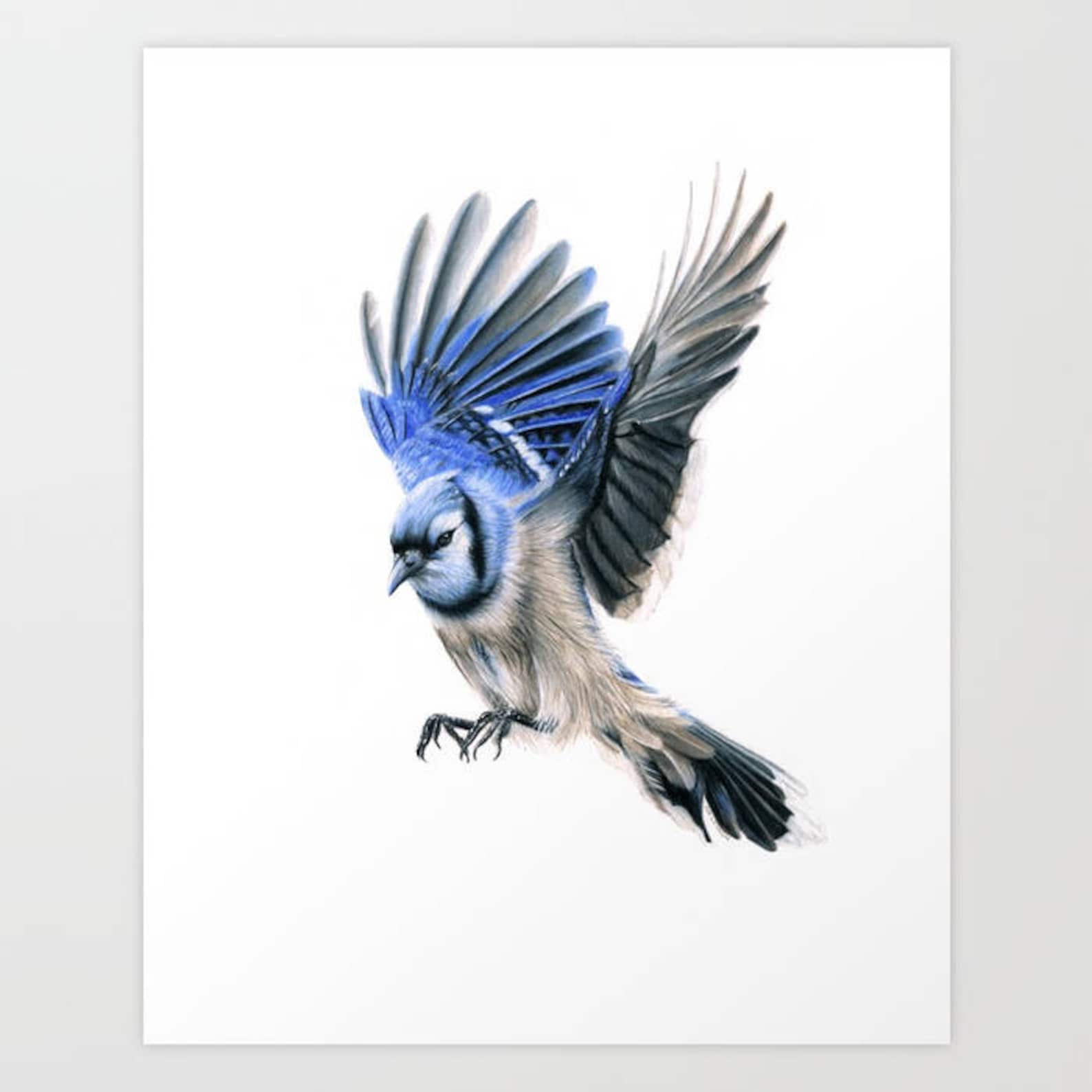 Blue Jay Colored Pencil Drawing Art Print - Etsy
