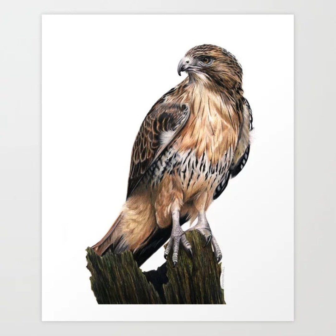 Red-tailed Hawk Colored Pencil Drawing Art Print - Etsy