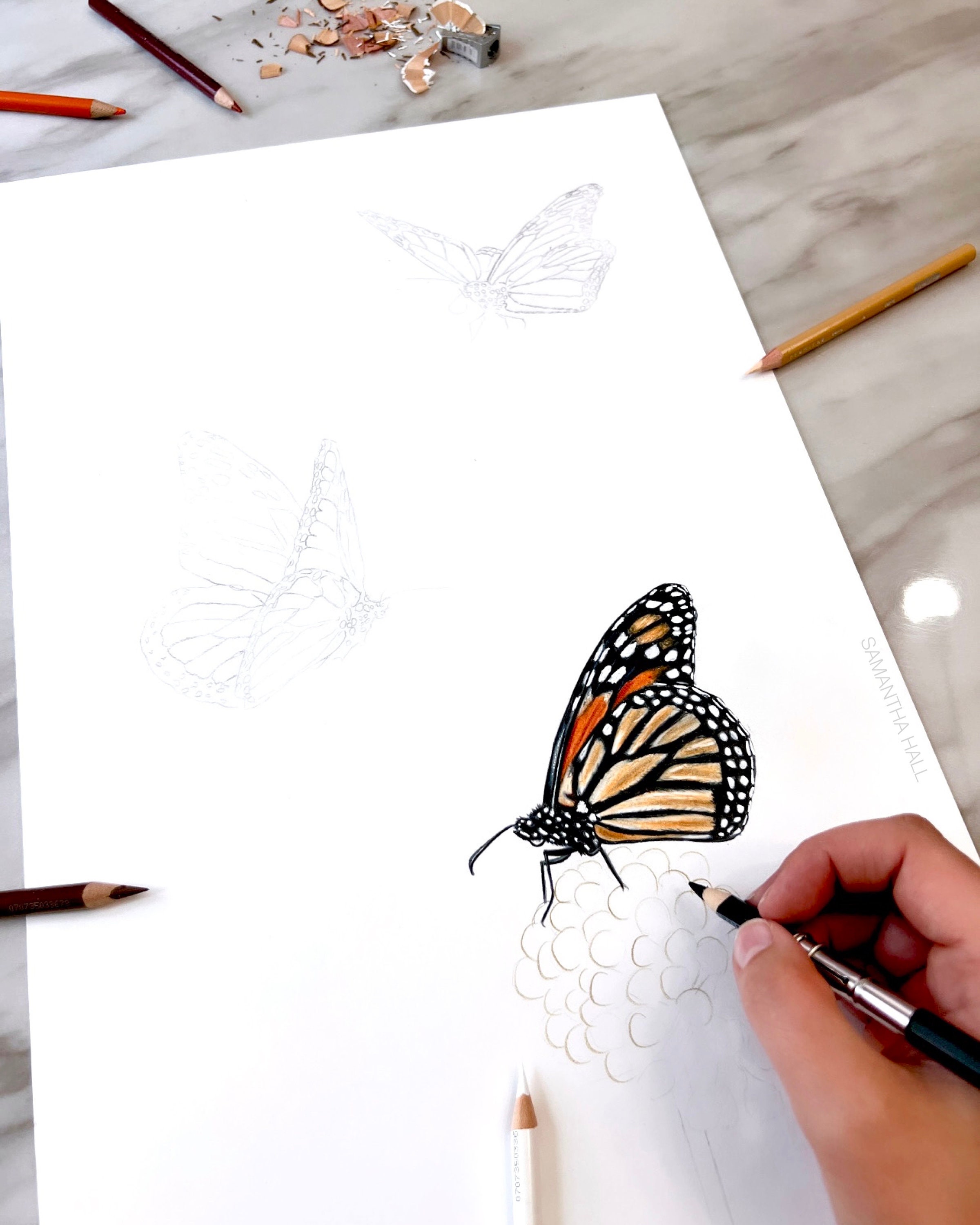 Monarchs & Milkweed - Colored Pencil Drawing - Art Print - Etsy