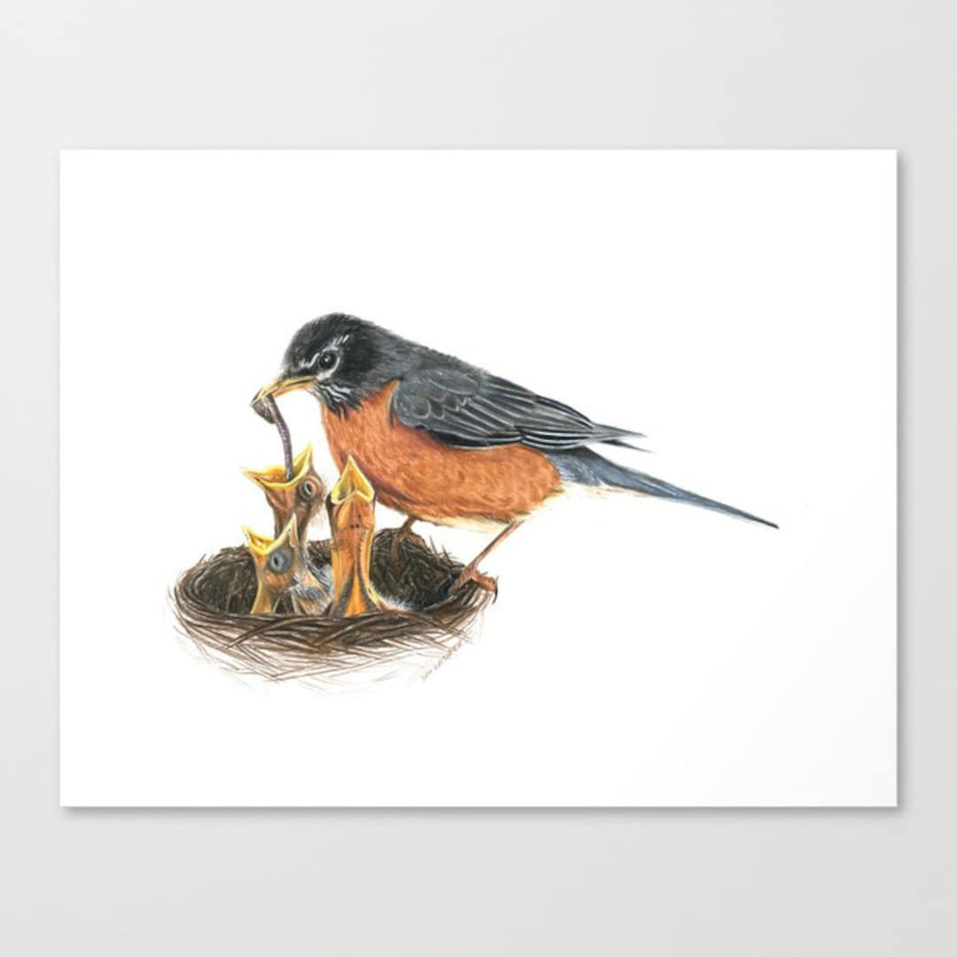 Robins Drawing - Colored Pencil Drawing - Art Print - Etsy