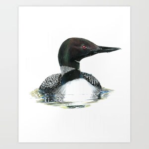 Common Loon 2 - Colored Pencil Drawing - Art Print - Etsy