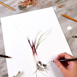 Ramps Colored Pencil Drawing Art Print - Etsy