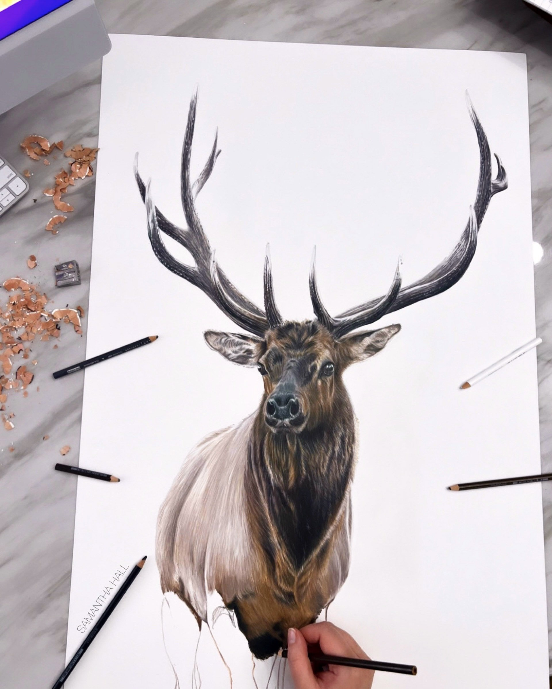 Elk Pencil Drawing