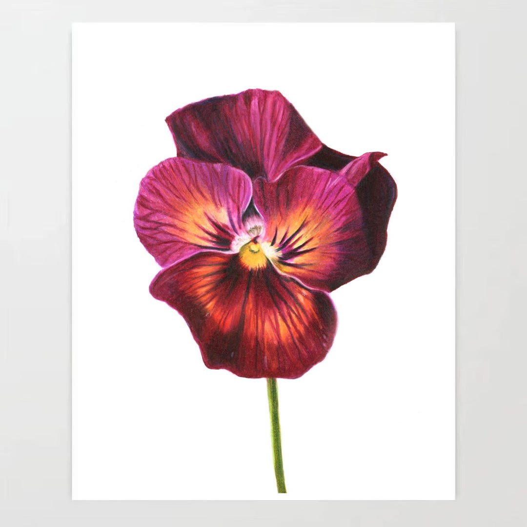 Pansy - Colored Pencil Drawing - Art Print - Etsy