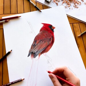 5-pack "backyard Birds" Drawing Note Cards With Envelopes - Etsy