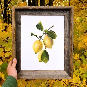 Lemons - Colored Pencil Drawing - Art Print - Etsy