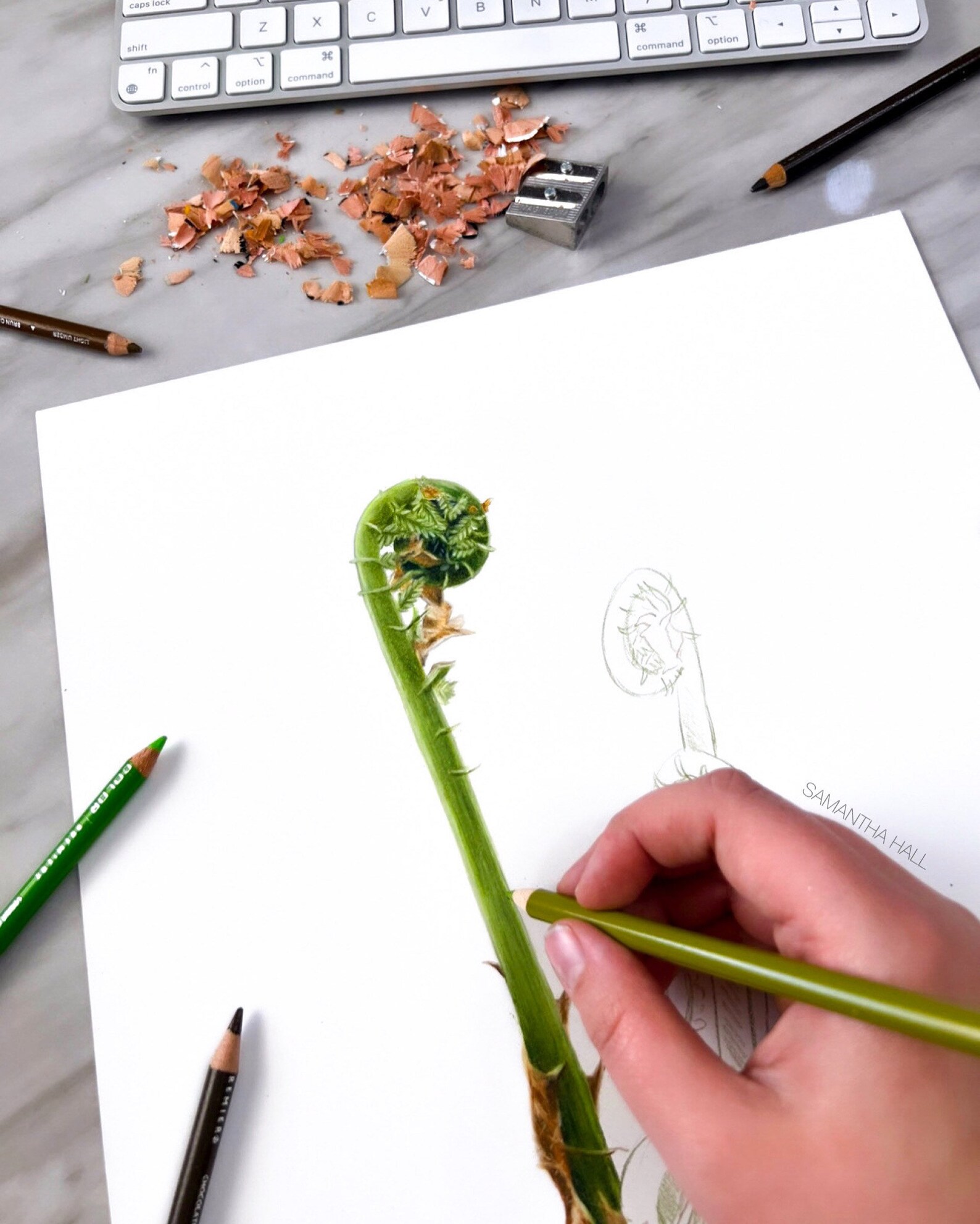 Fiddlehead Ferns - Colored Pencil Drawing - Art Print - Etsy