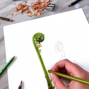 Fiddlehead Ferns - Colored Pencil Drawing - Art Print - Etsy
