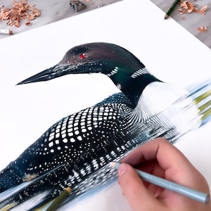 Common Loon - Colored Pencil Drawing - Art Print - Etsy Canada