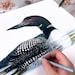Common Loon - Colored Pencil Drawing - Art Print - Etsy Canada