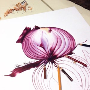 Red Onion - Colored Pencil Drawing - Art Print - Etsy