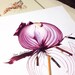Red Onion - Colored Pencil Drawing - Art Print - Etsy