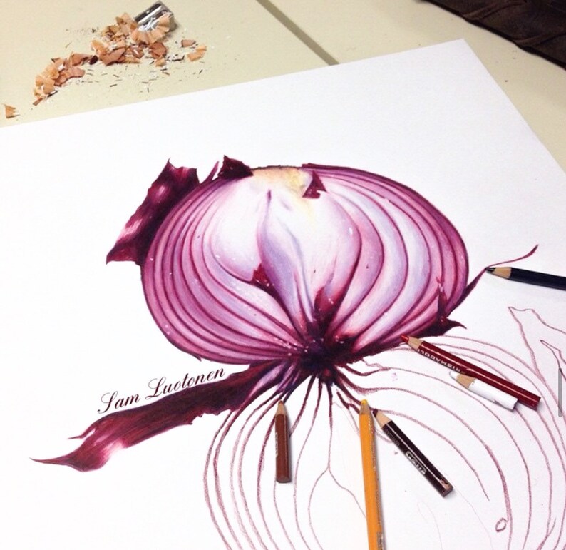 Red Onion - Colored Pencil Drawing - Art Print - Etsy