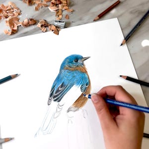 5-pack "backyard Birds" Drawing Note Cards With Envelopes - Etsy