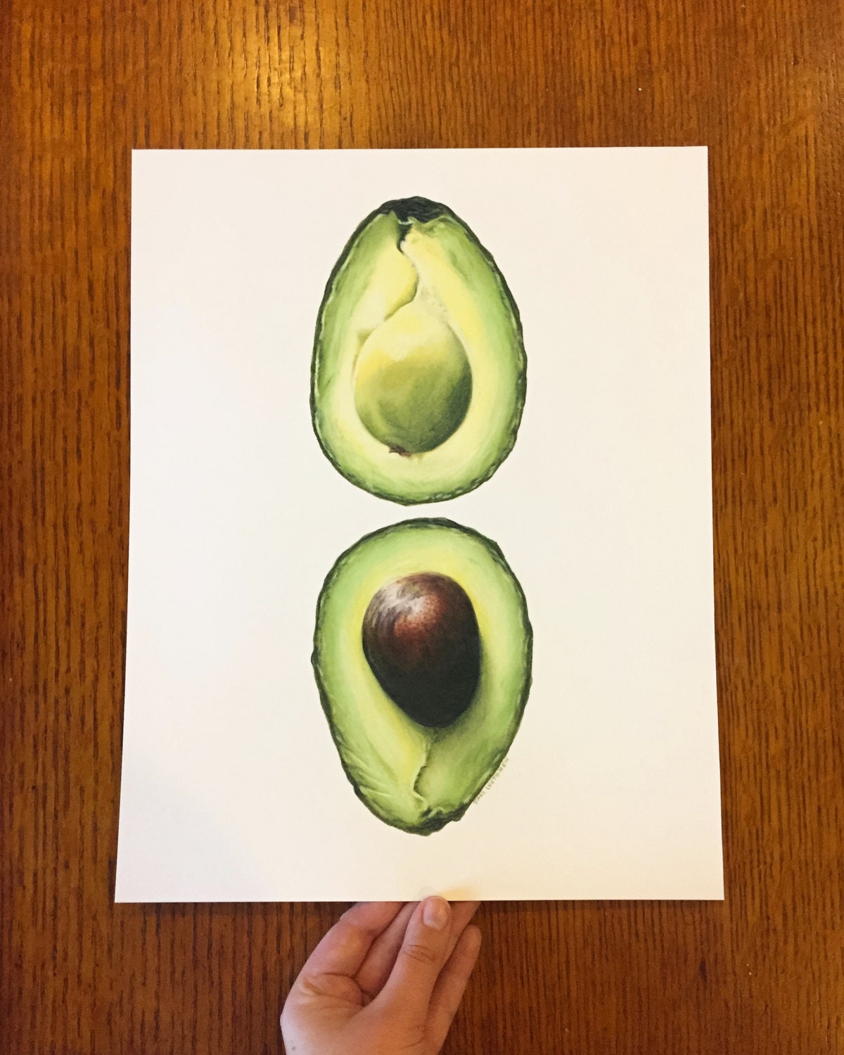 Avocado Pencil Drawing