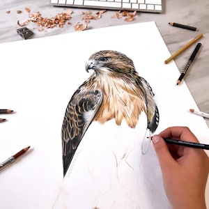 Red-tailed Hawk - Colored Pencil Drawing - Art Print - Etsy