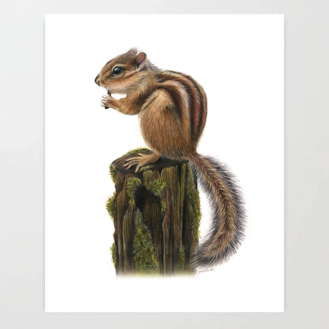 Eastern Chipmunk - Colored Pencil Drawing - Art Print - Etsy
