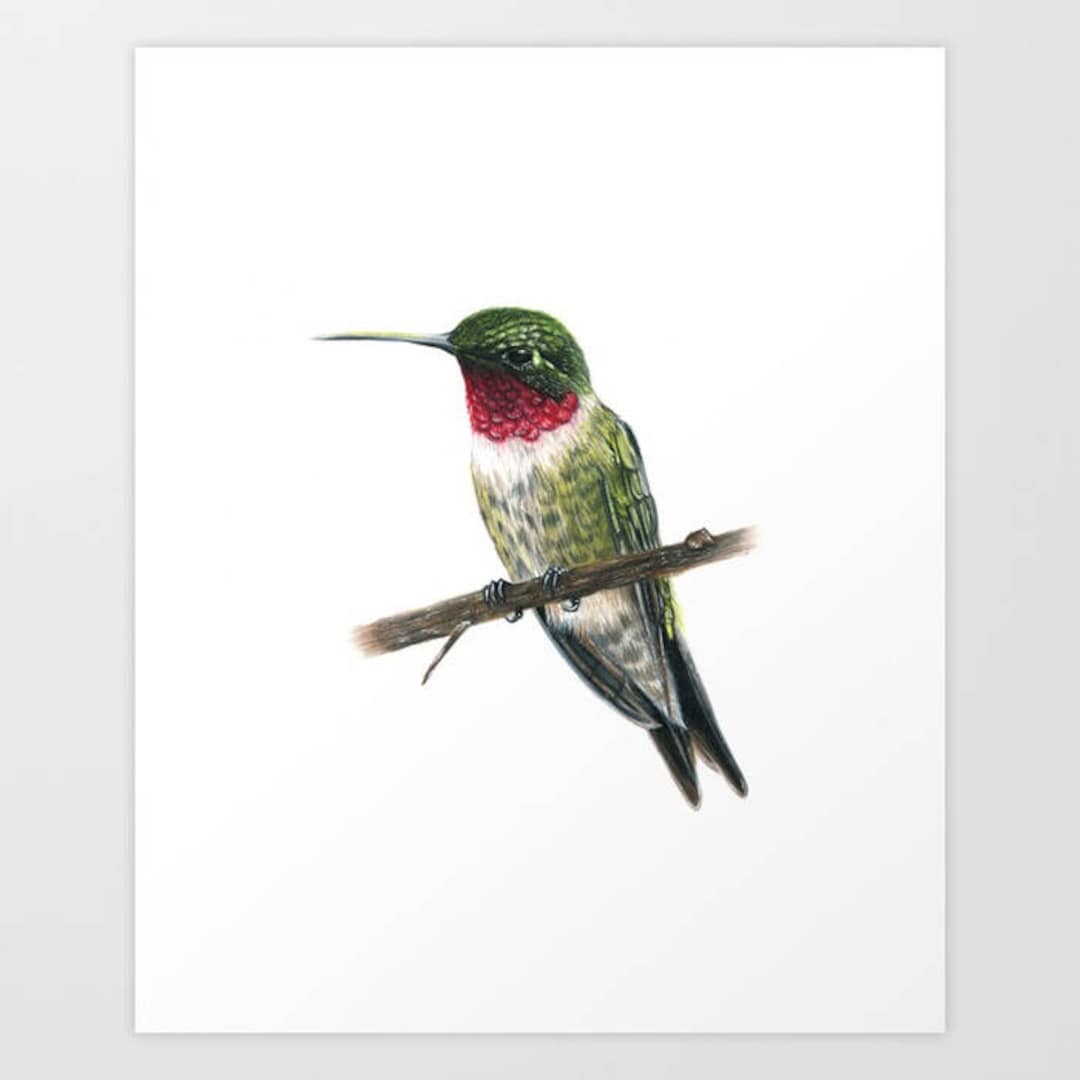 Ruby Throated Hummingbird - Colored Pencil Drawing - Art Print - Etsy