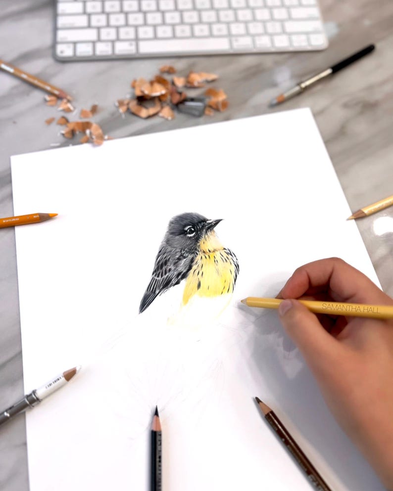 Kirtland's Warbler - Colored Pencil Drawing - Art Print - Etsy