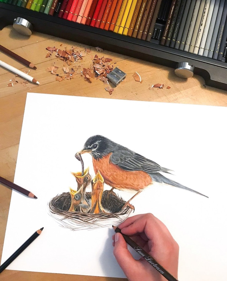 Robins Drawing Colored Pencil Drawing Art Print - Etsy