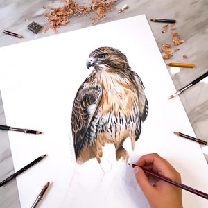 Red-tailed Hawk - Colored Pencil Drawing - Art Print - Etsy