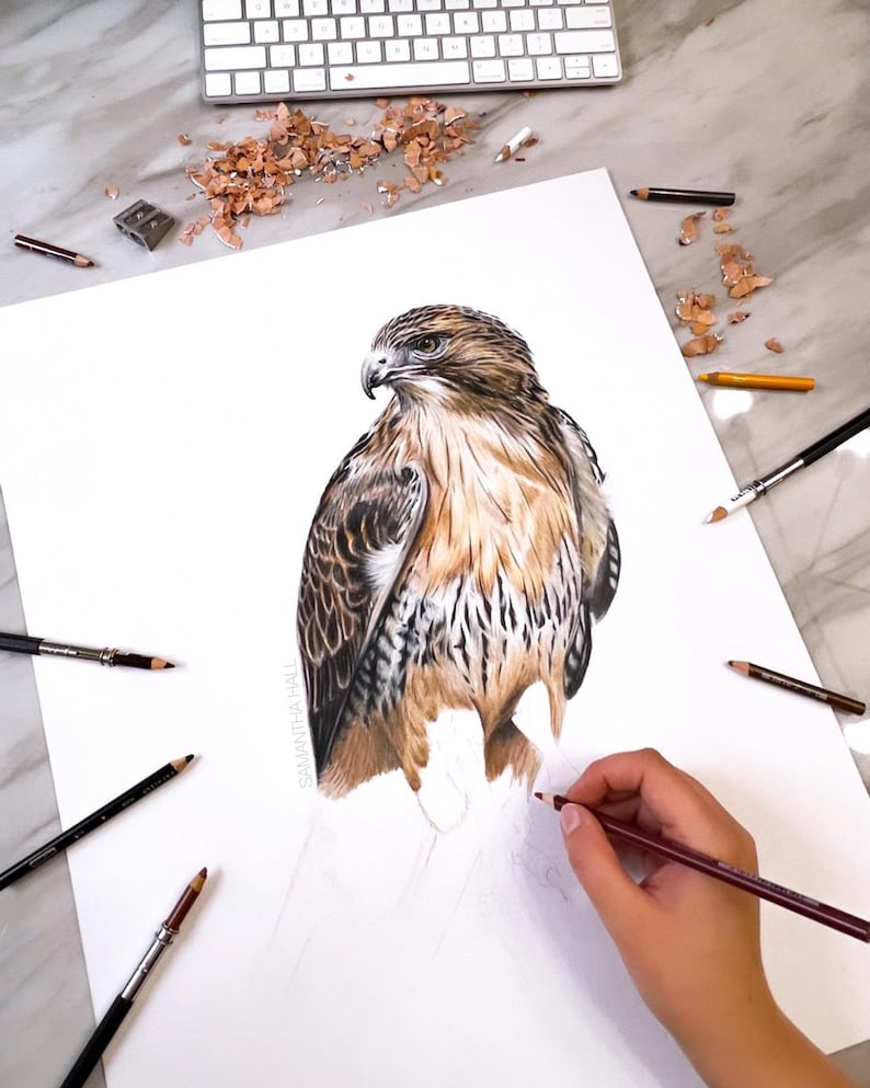 Red-tailed Hawk - Colored Pencil Drawing - Art Print - Etsy