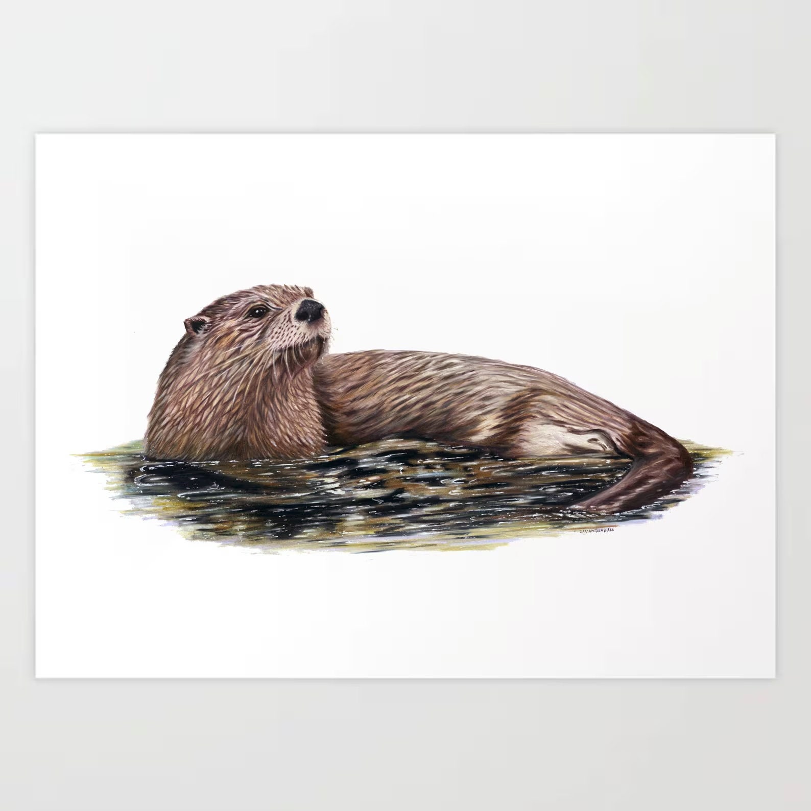 How To Draw A Sea Otter Face