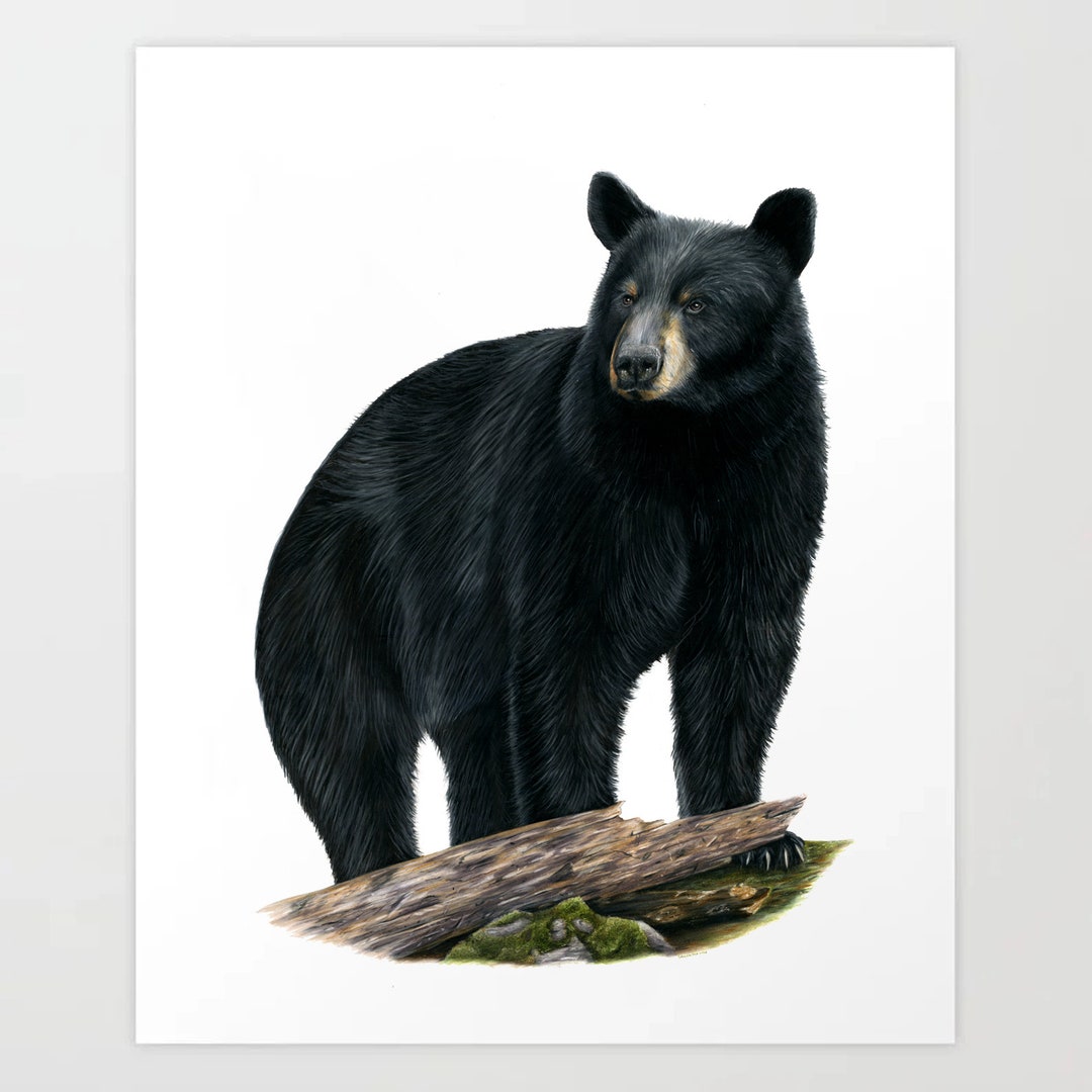 Black Bear - Colored Pencil Drawing - Art Print - Etsy