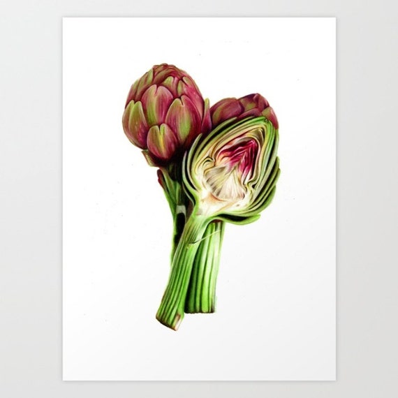 Artichoke Drawing Botanical Sketches And Other Stories: The Artichoke