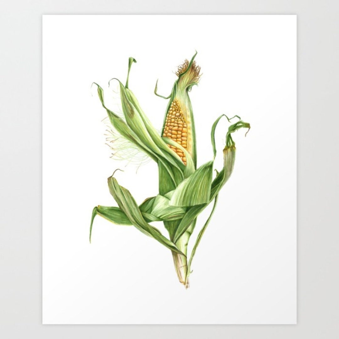 Corn on the Cob - Colored Pencil Drawing - Art Print - Etsy