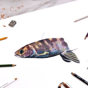 Arctic Grayling - Colored Pencil Drawing - Art Print - Etsy
