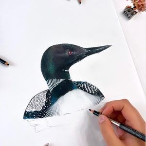 Common Loon 2 - Colored Pencil Drawing - Art Print - Etsy