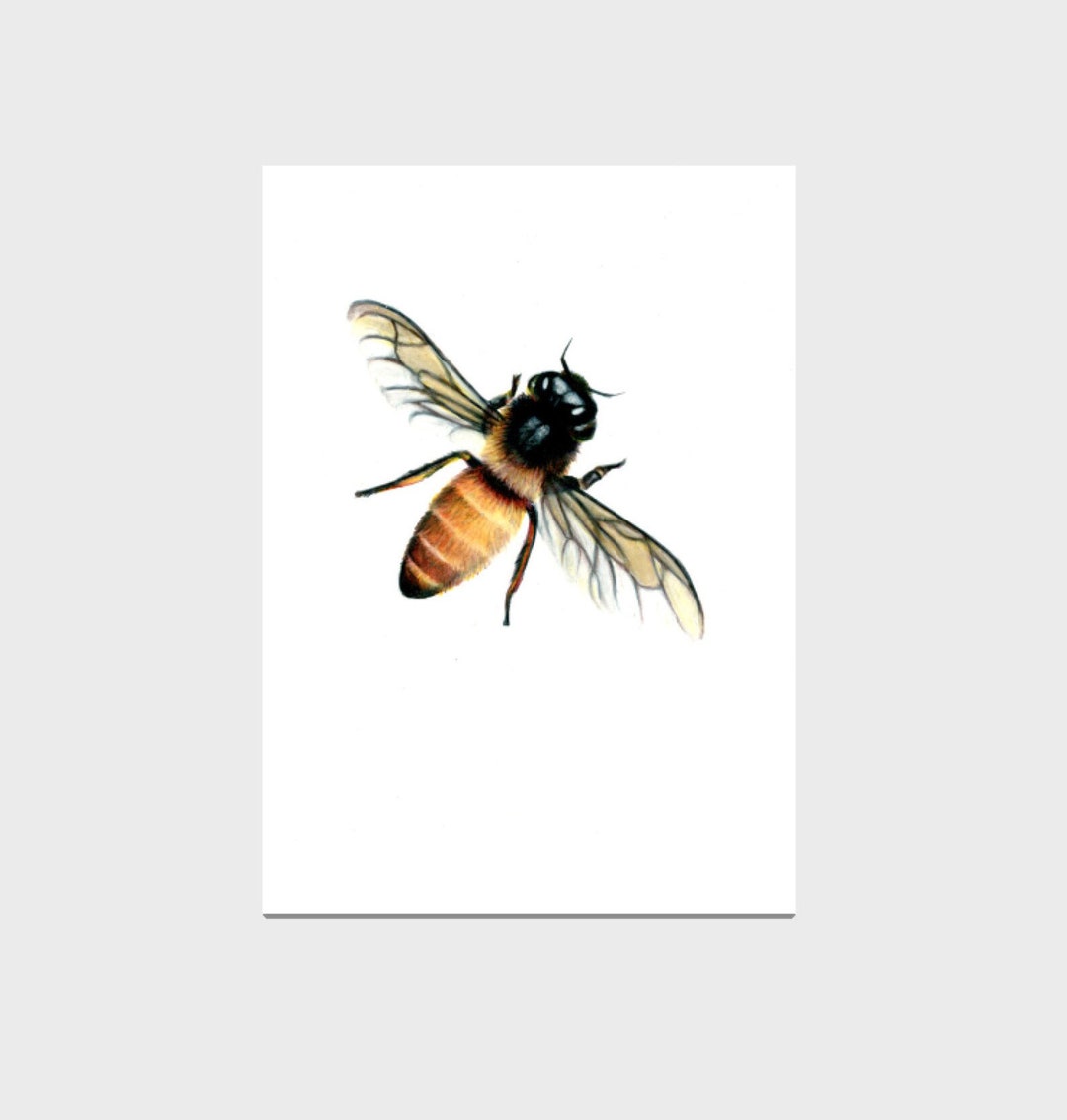 Honey Bee - Colored Pencil Drawing - Art Print - Etsy