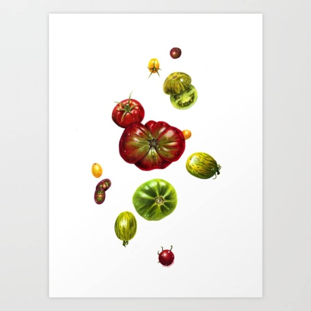 Heirloom Tomato - Colored Pencil Drawing - Art Print - Etsy