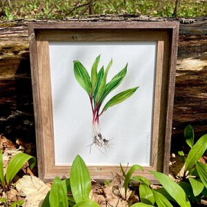 Ramps Colored Pencil Drawing Art Print - Etsy