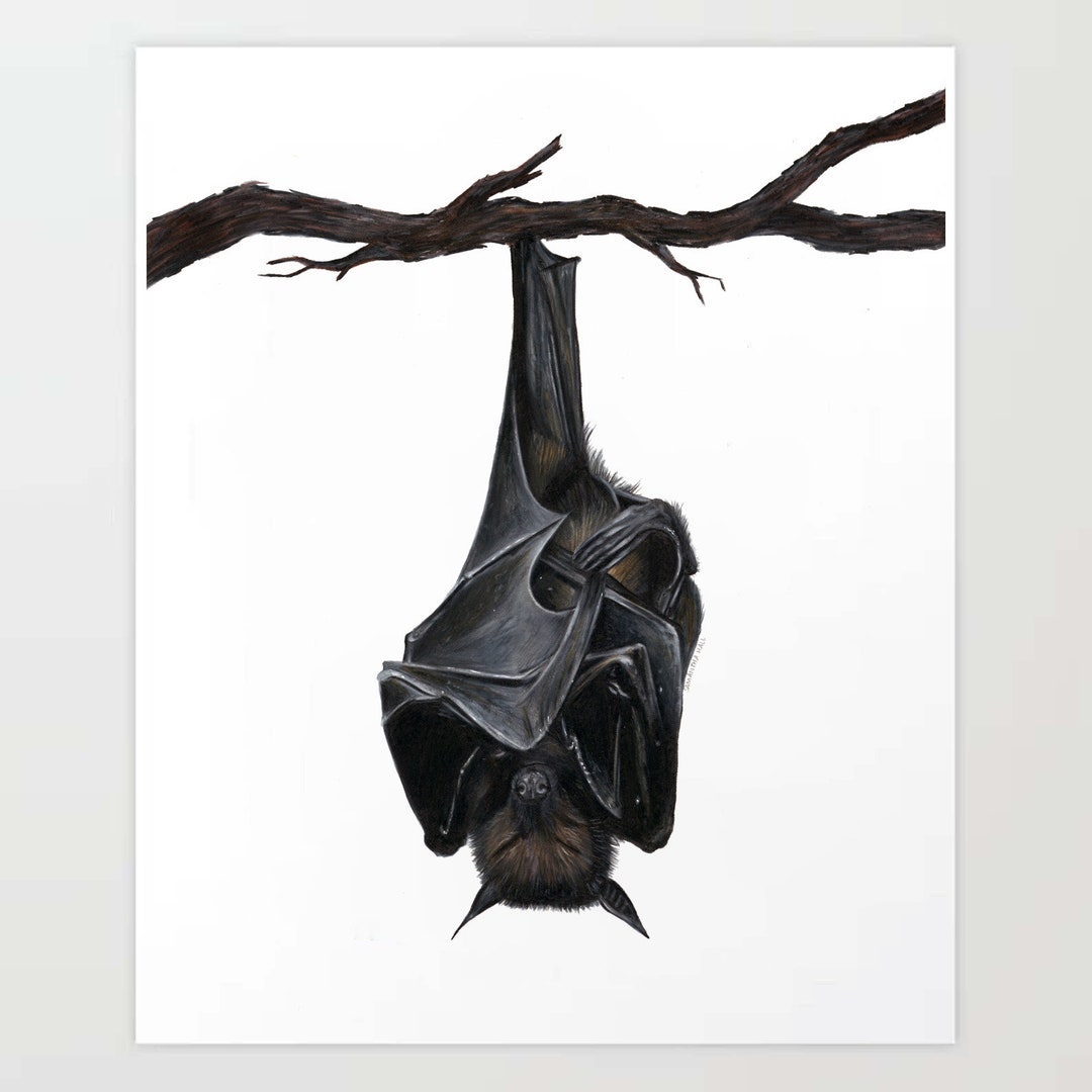 Bat - Colored Pencil Drawing - Art Print - Etsy