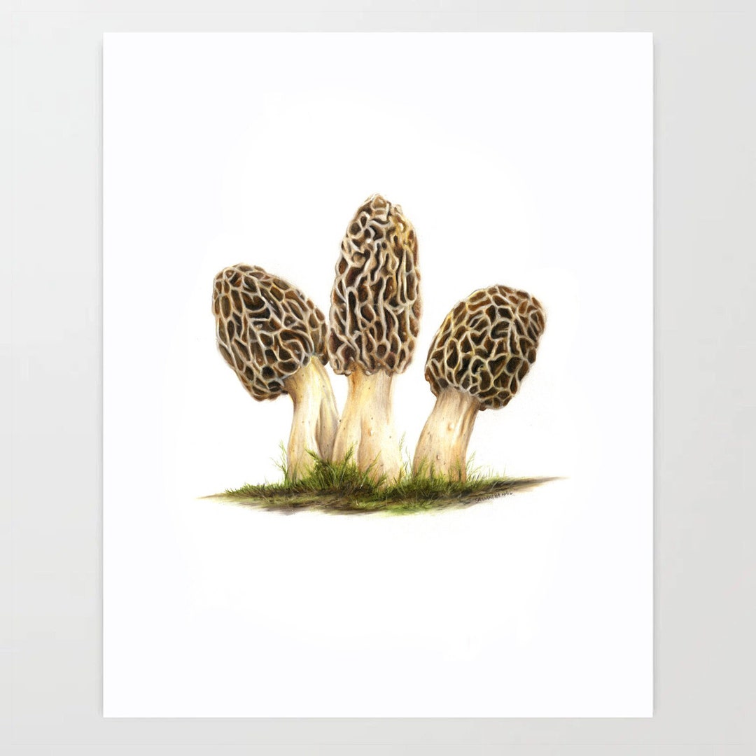 Morel Mushrooms - Colored Pencil Drawing - Art Print - Etsy