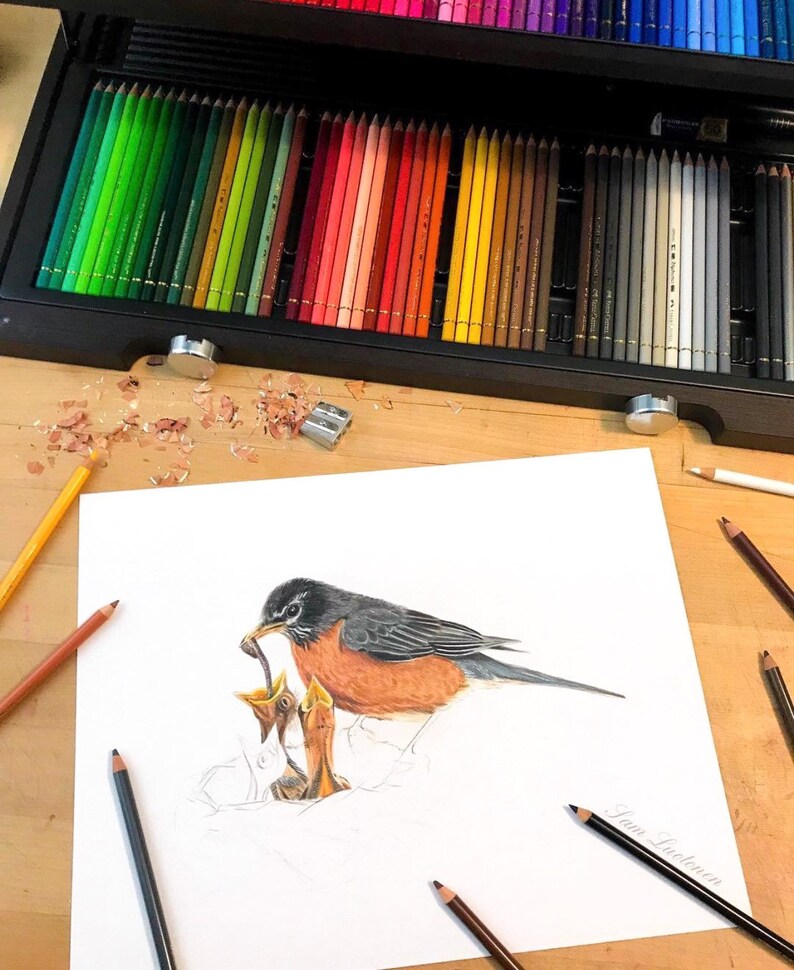 Robins Drawing - Colored Pencil Drawing - Art Print - Etsy