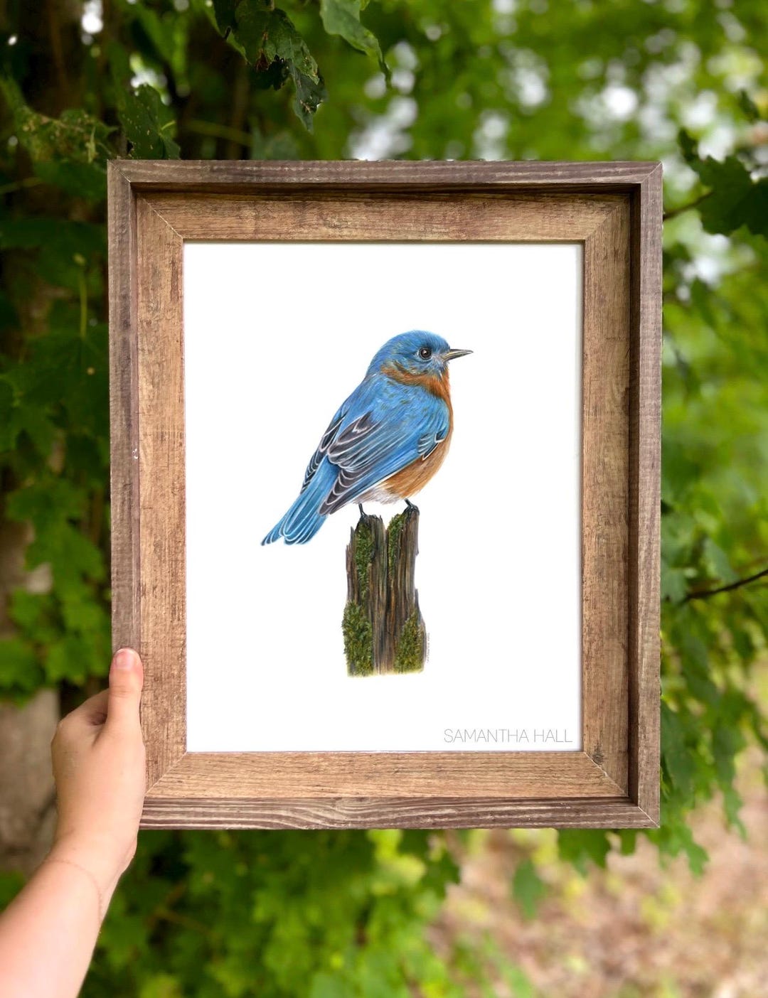 Eastern Bluebird - Original Colored Pencil Drawing - Etsy