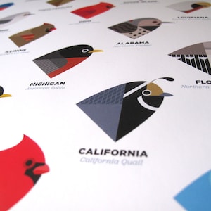 State Birds Digital Illustration / Art Print - Etsy
