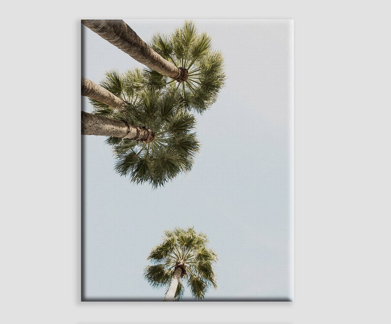 Palm Trees Above Fine Art Photograph Desert Art Palm Tree - Etsy