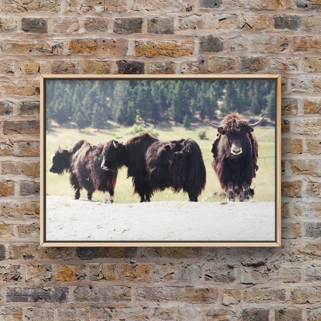 The Yak No 7 in a Group Fineart 8x10 Photograph ,decorating Ideas, Wall ...