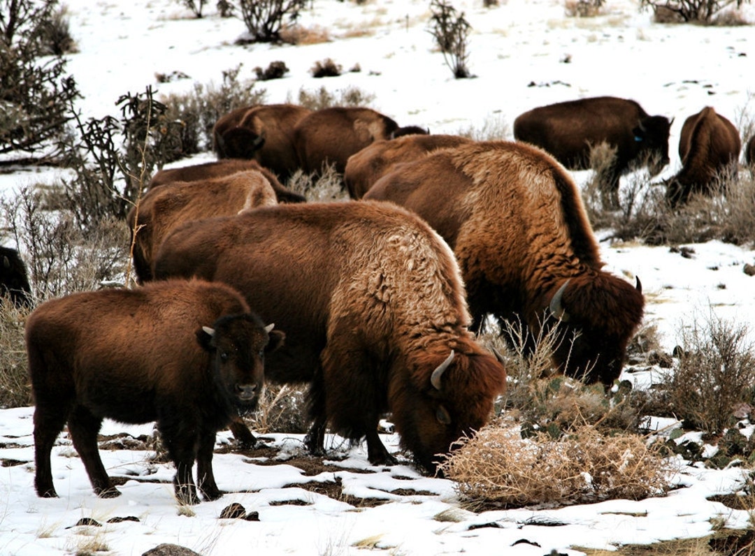 Bison Family With Baby in the Snow Fineart 8x10 Photograph - Etsy