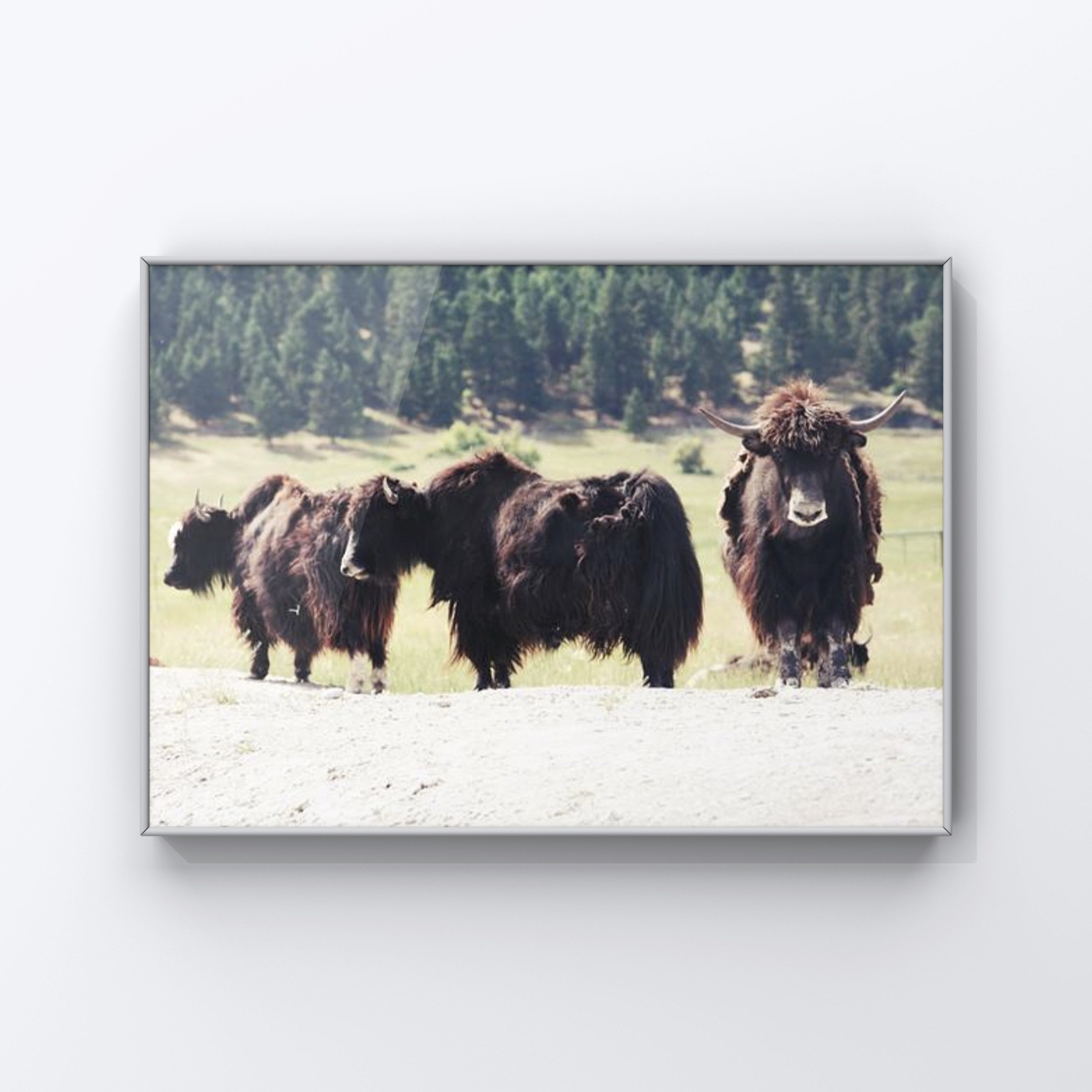 The Yak No 7 in a Group Fineart 8x10 Photograph decorating | Etsy